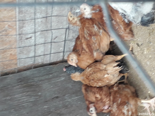 Pui gaina si puicute Ortisoara - Animale - Publi24.ro