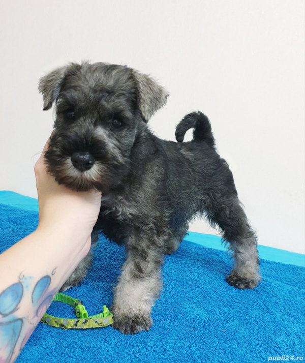 Pui rasa Schnauzer Pitic - furnizor Onepet.ro Timisoara - Animale - Publi24.ro