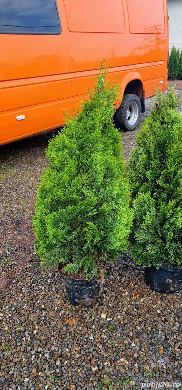 Tuia smaragd Alba Iulia - Casa si gradina - Publi24.ro