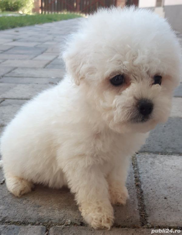 Vând pui de bichon bolognese bolognez Oradea - Animale