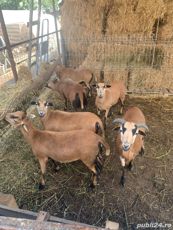 Vând berbeci de Camerun pentru reproducere Moldoveni - Animale