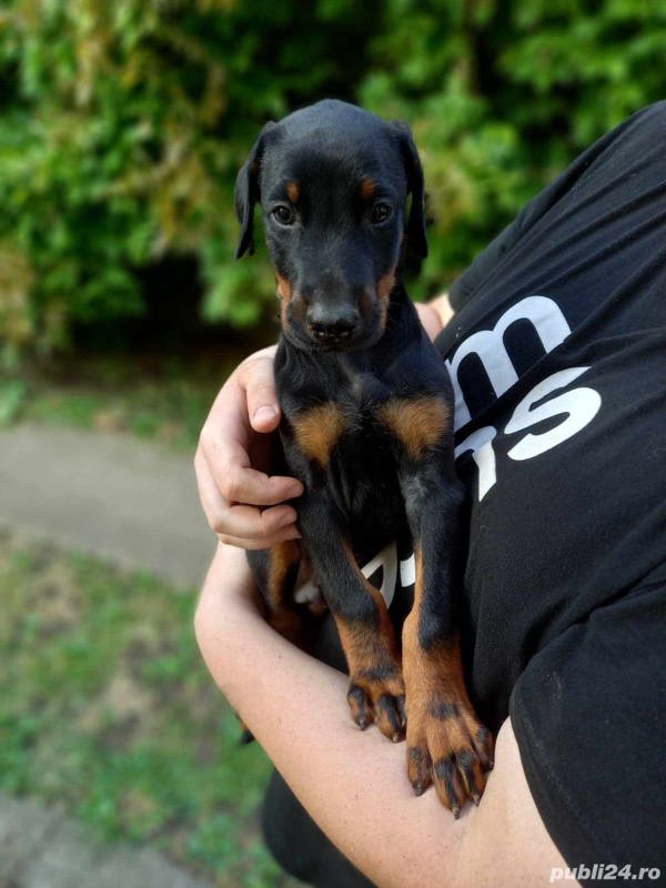 Vand doberman/dobermann!! Oradea - Animale