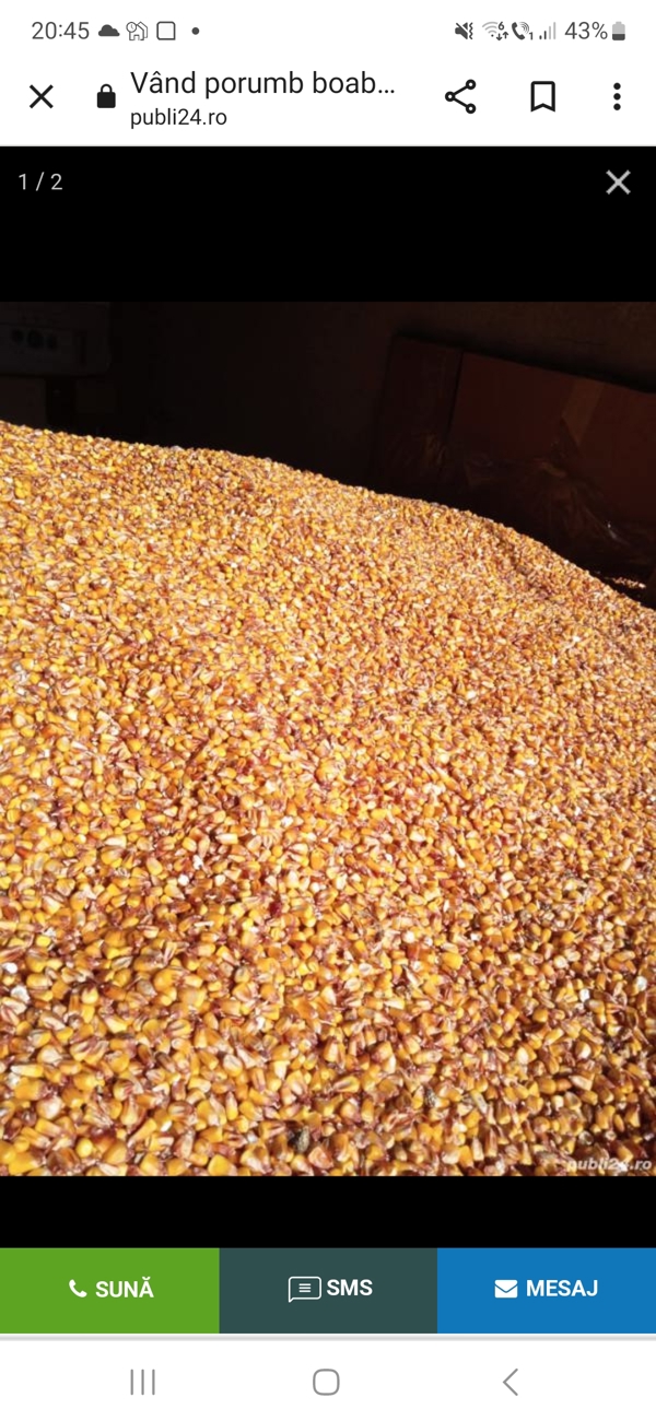 Vand porumb boabe Jebel - Casa si gradina - Publi24.ro