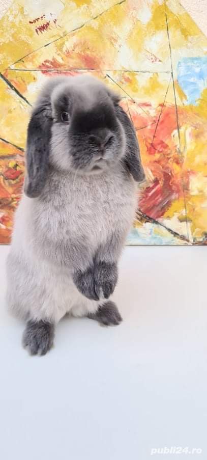 Donez urgent iepuri berbec pitici (holland lop) Sector 3 - Animale
