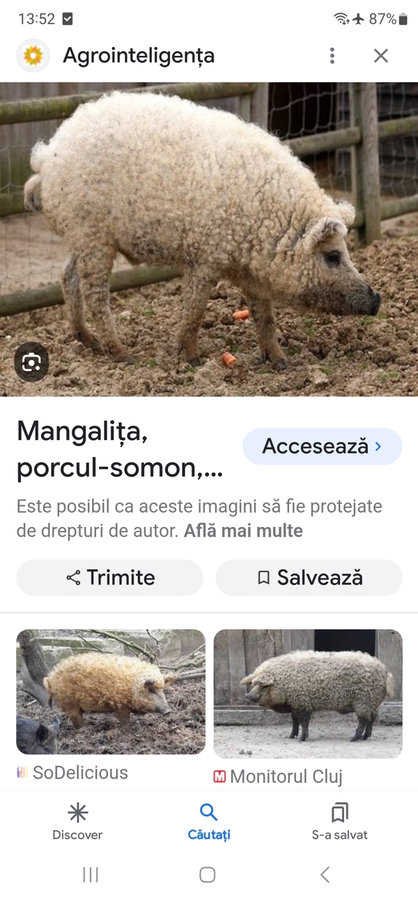 Porci mangalita de vanzare Medgidia - Animale
