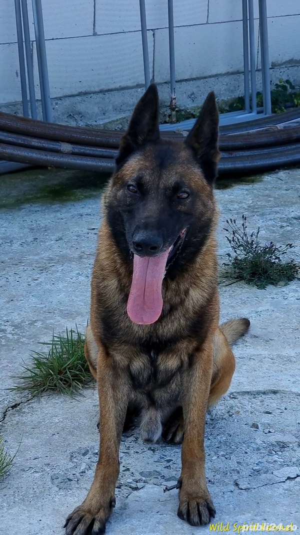 Ciobănesc Belgian malinois mascul Sibiu - Animale