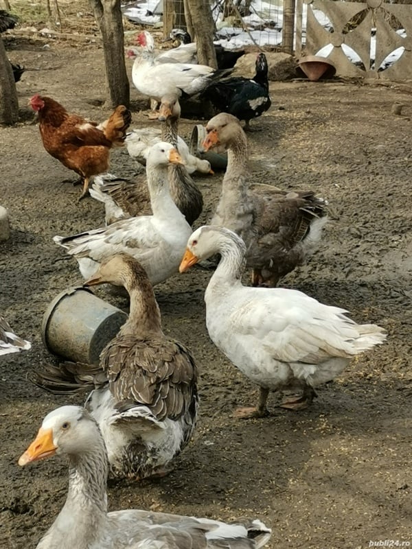 Gaste si rate de vanzare crescute in curte Targoviste - Animale