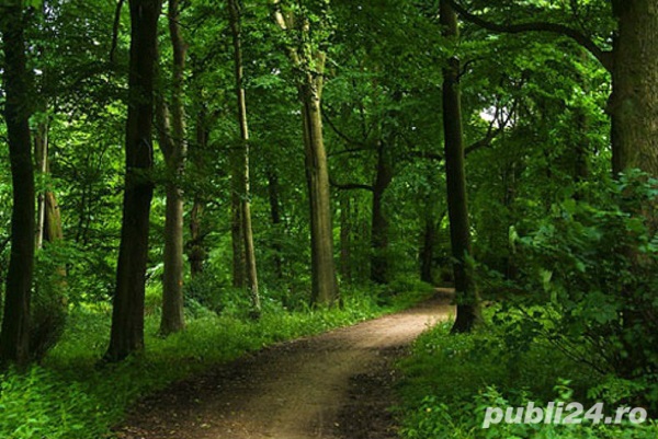 Vand padure • Ususau, Arad