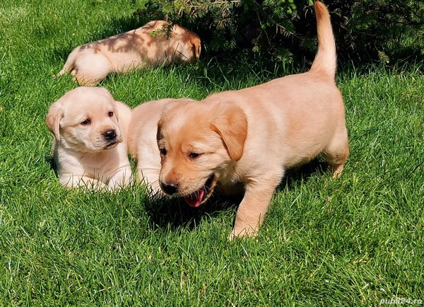 Pui Labrador retriever Sector 1 - Animale