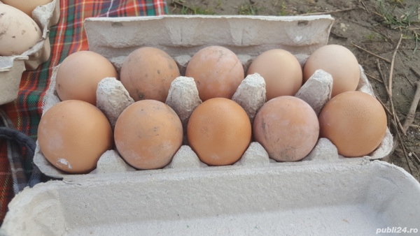 Vind oua de gaina carne si oua pentru incubator Timisoara - Casa si ...