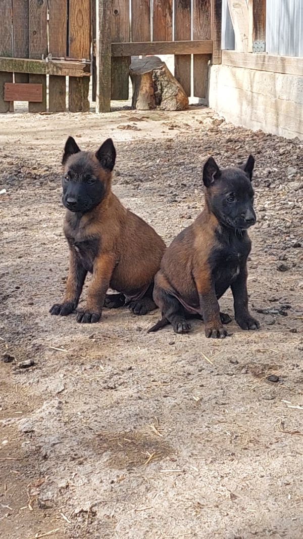 Vand pui de Belgian Malinois Mironesti - Animale - Publi24.ro