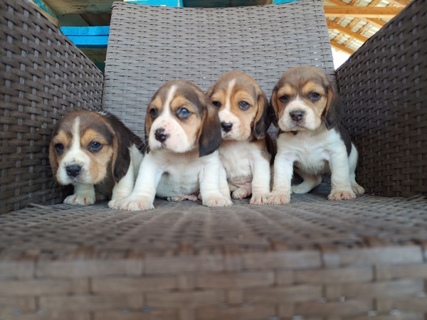 Căței Beagle rasa pură Bocsig - Animale - Publi24.ro