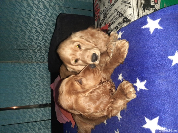 Vand pui cocker auriu Craiova - Animale - Publi24.ro