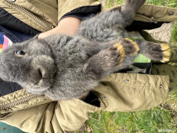 Iepurași crescuți bio Sibiu - Animale - Publi24.ro