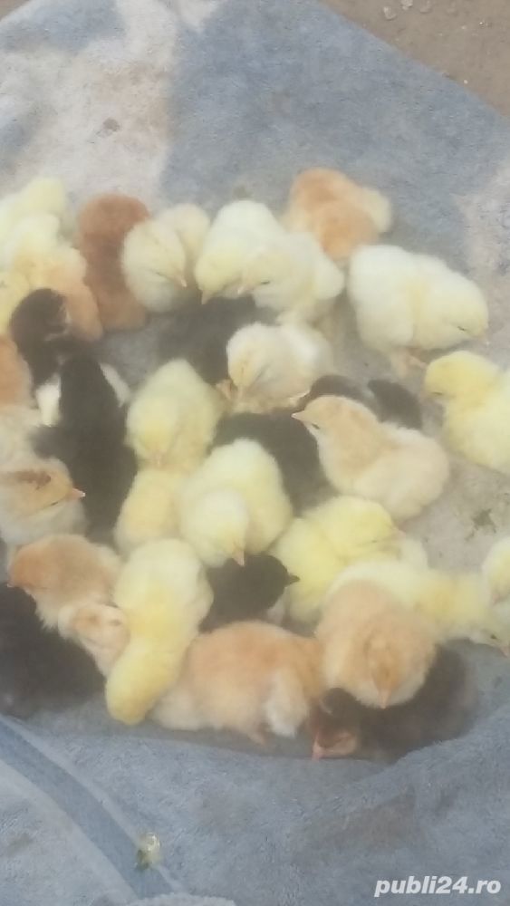 Pui rasă brahma Barcea - Animale