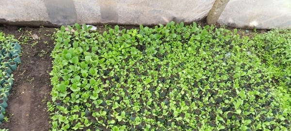 Vând rasad Galati - Casa si gradina - Publi24.ro