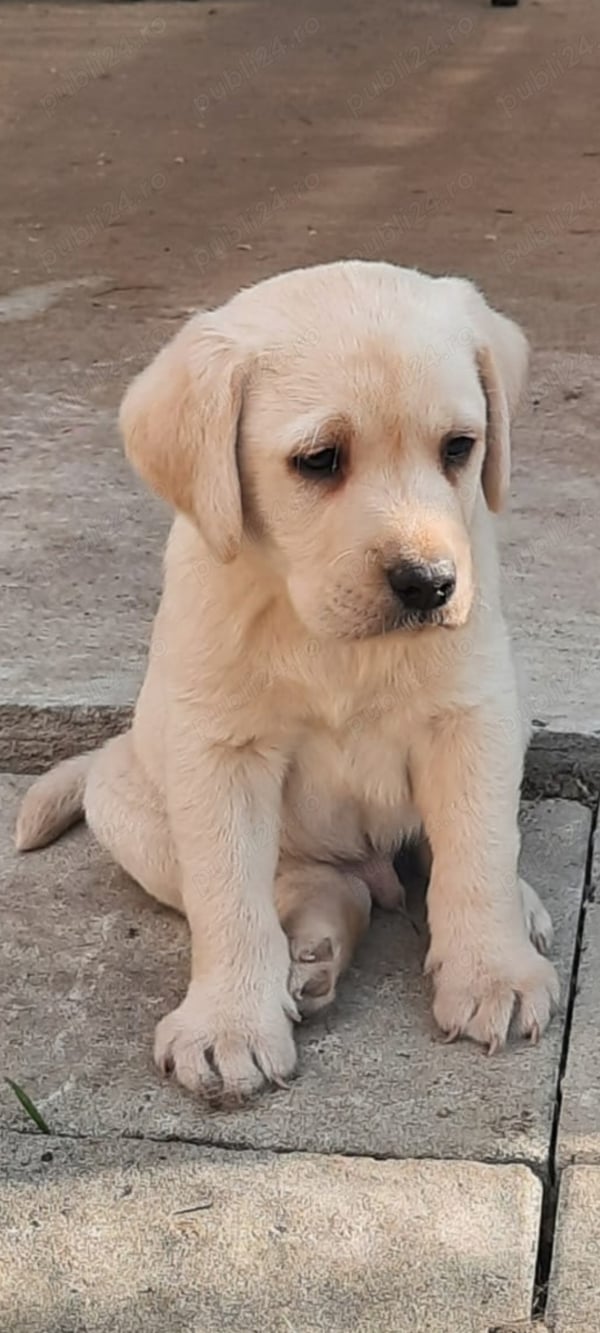 Vând Pui Labrador Auriu (Gold) două fetițe 14 săptămâni (3 luni ...