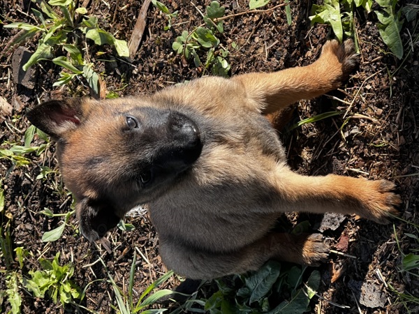 Vand pui de căței malinois Cluj-Napoca - Animale