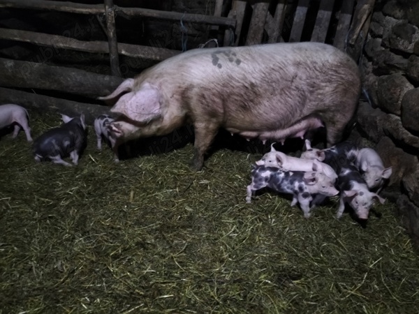 De vânzare Pui - Animale - Publi24.ro