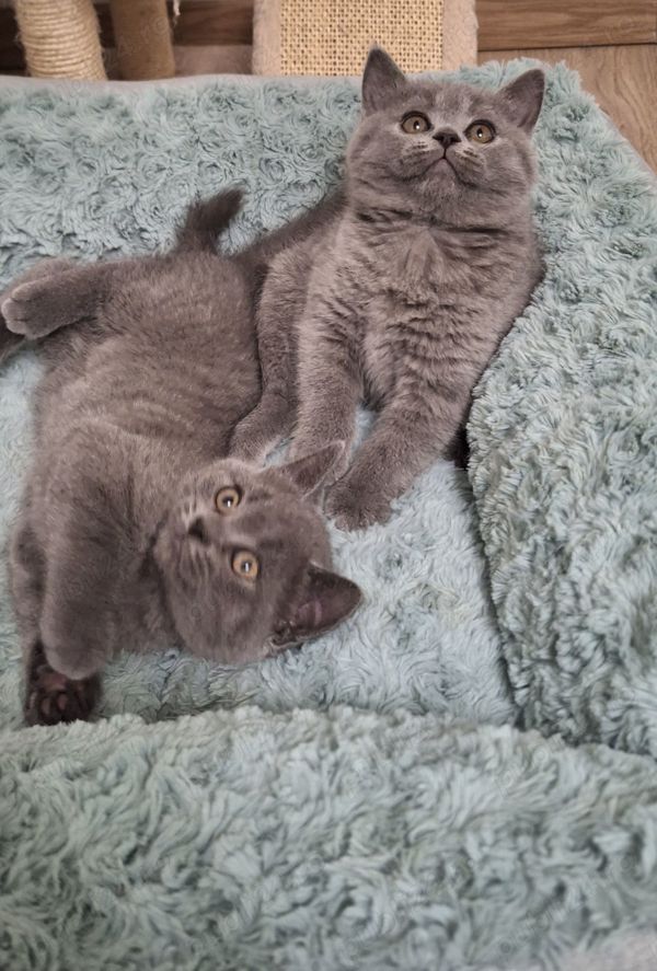 Puiuți british shorthair blue Oradea - Animale - Publi24.ro
