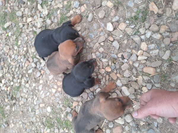 Teckel pui Pitesti - Animale - Publi24.ro