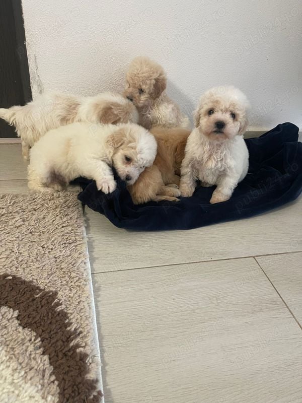 Caniche Pitesti - Animale - Publi24.ro