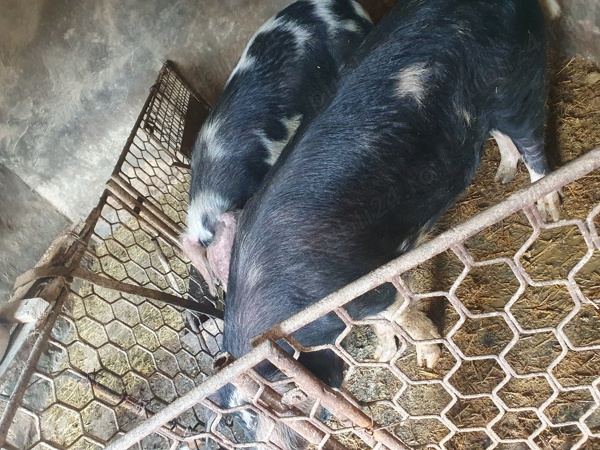 Porci Sibiu - Animale - Publi24.ro