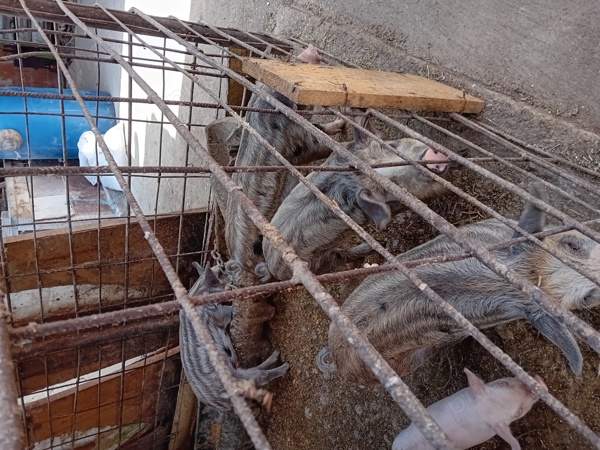 Vind purcei Timisoara - Animale - Publi24.ro