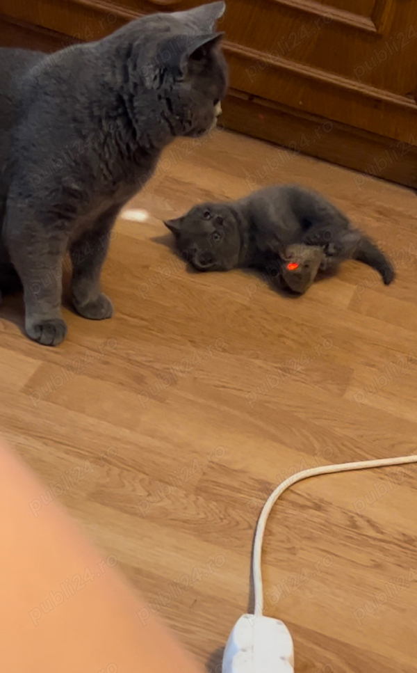 British shorthair Brasov - Animale - Publi24.ro