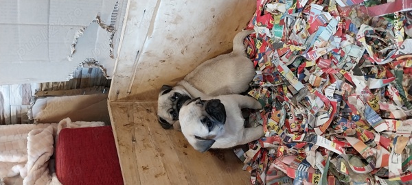 Catei pug mops bej Oradea - Animale - Publi24.ro