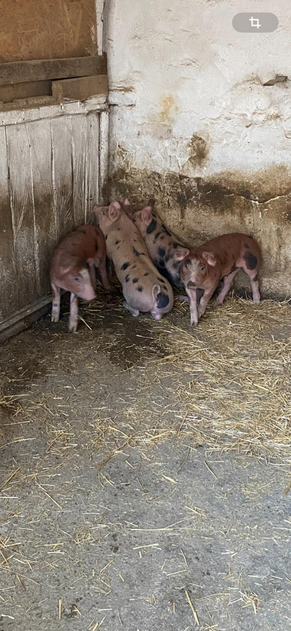 Vand purcei Bulgarus - Animale - Publi24.ro