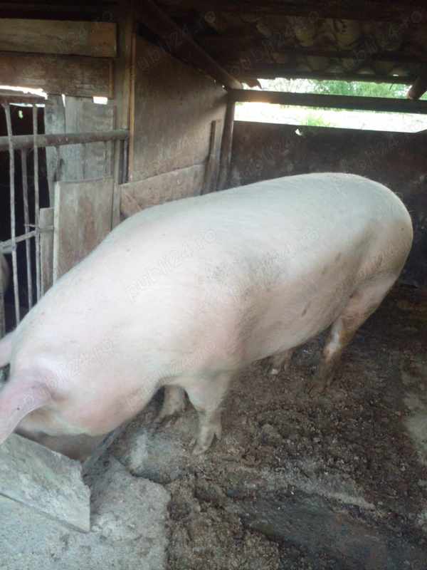 Porc pentru taiat sacrificat Iernut - Animale - Publi24.ro