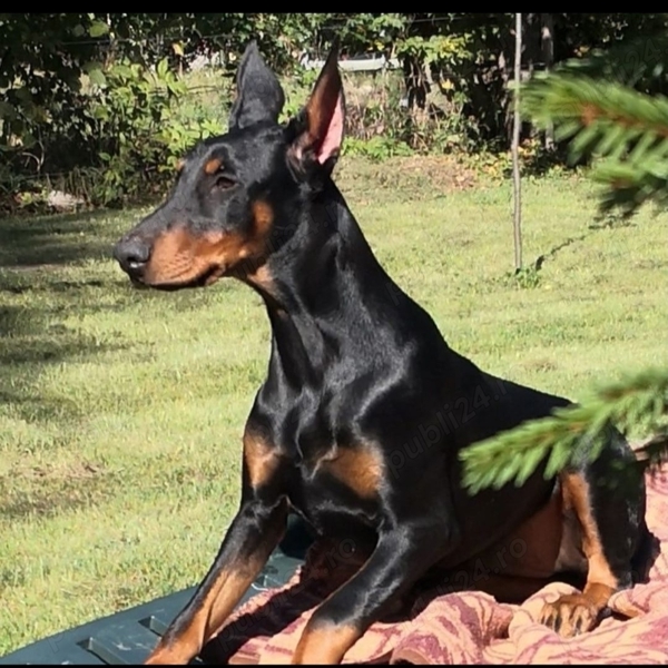 Vand catei Doberman Avrig - Animale