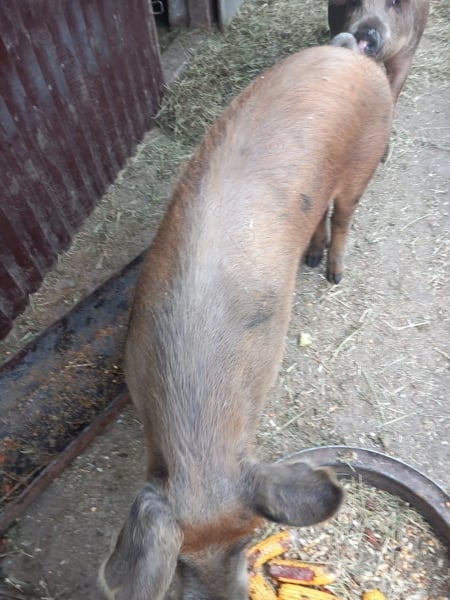 Vând porc Duroc de prăsilă, 7 luni, cca. 80 kg. Răucești, Raucesti ...