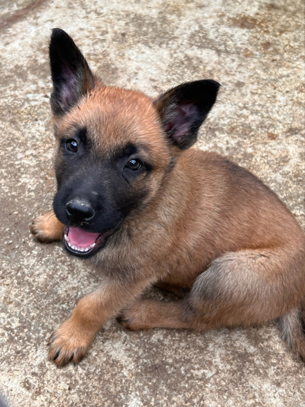 Pui Ciobanesc Belgian ( Malinois) Deva - Animale - Publi24.ro
