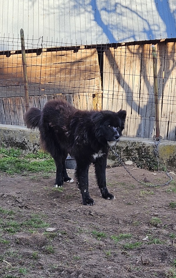 Vand caine ciobanesc corb Mioarele - Animale - Publi24.ro