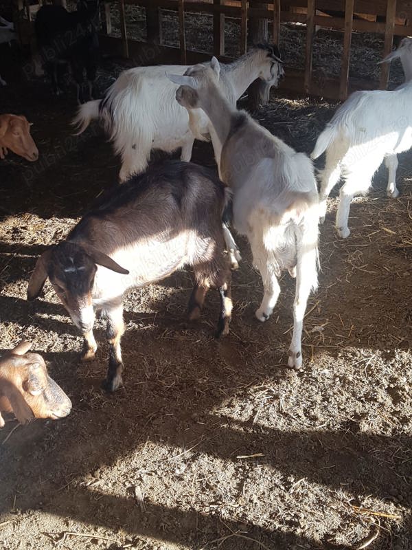 Vand Capre dd Lapte si Tap Capra Oradea - Animale