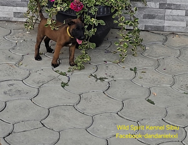 Ciobănesc belgian malinois mascul Sibiu - Animale