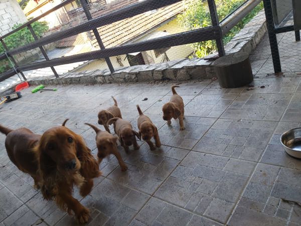 Vand pui Cocker superbi . Brasov - Animale