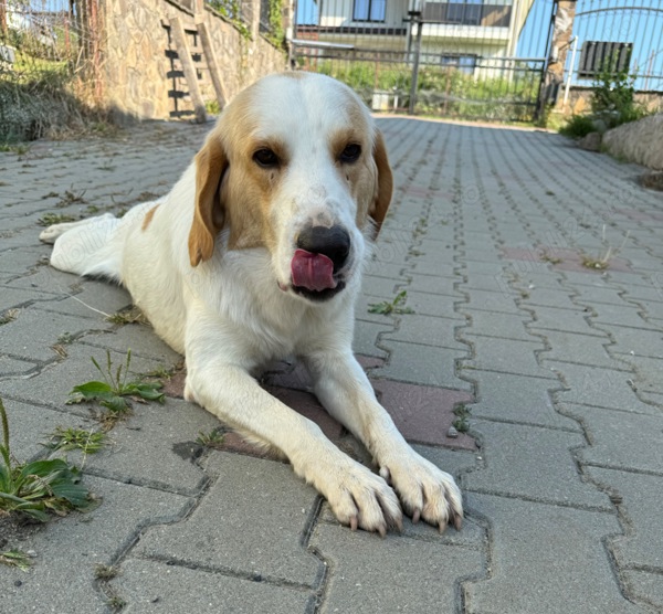 Câine mascul drăguț și jucăuș Sibiu - Animale