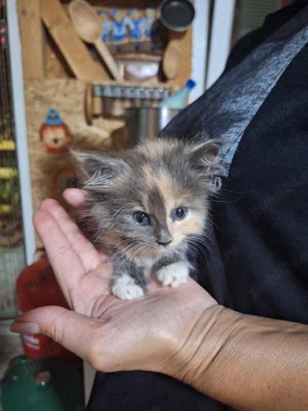 Pisicuța maine coon Valenii de Munte - Animale