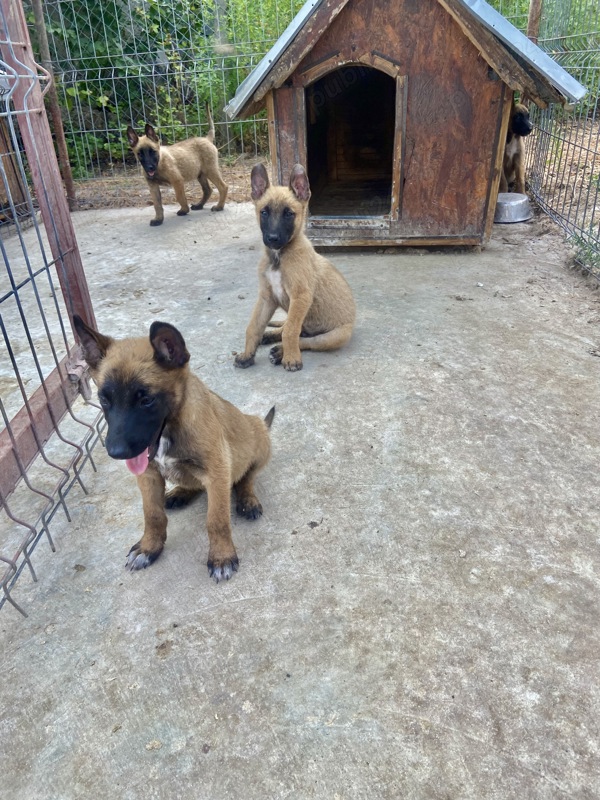 Pui Ciobanesc belgian malinois Nicoresti - Animale