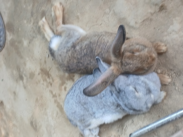 Donez iepuri Pitesti - Animale
