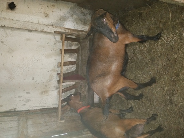 Capre alpin francez Radauti - Animale