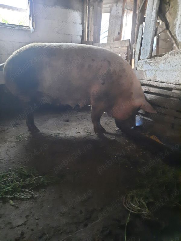 Vând purcica Focsani - Animale