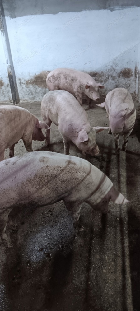 Porci de vanzare 140-150 kg Moara Noua - Animale