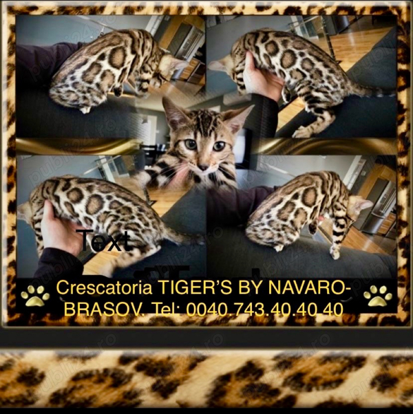 Pui BENGAL cu Certificat PEDEGREE din parinti campioni Brasov - Animale