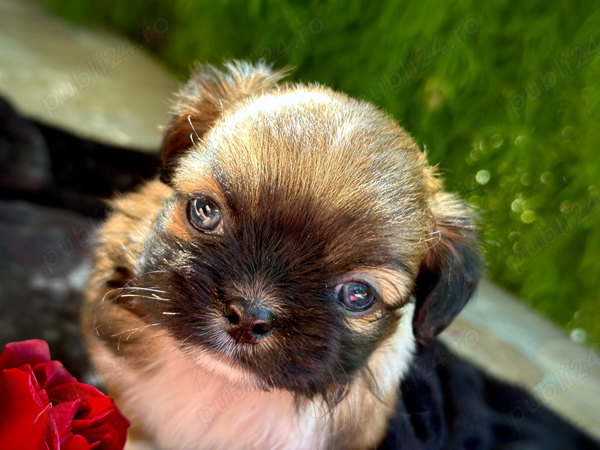 Câini pechinezi de vânzare Slimnic - Animale