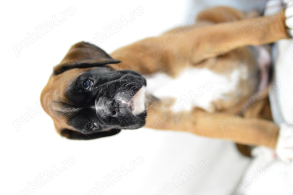 Pui Boxer cu Pedigree Sector 1 - Animale