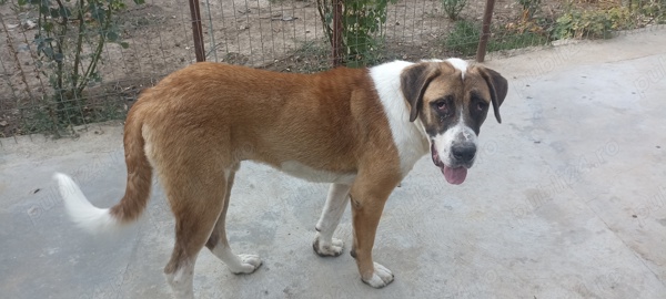 Ciobănesc de Asia centrala Saelele - Animale